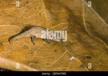 Nosy Be Pygmy Leaf Chameleon (Brookesia minima) world's smallest ...