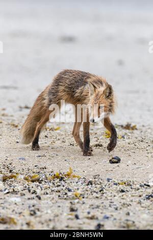 Red fox on a beach, Katmai National Park and Preserve, Alaska, USA ...