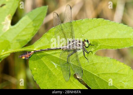 Cobra clubtail dragonfly (Gomphus vastus) male, Palmetto State Park ...