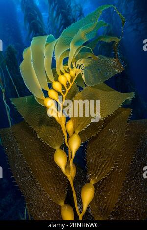 brown and green seaweed with air bladders that help the plant float and ...