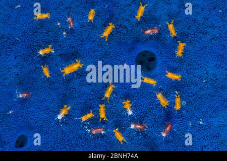 Marine sponge, Haliclona sp., Chalinidae, Anilao, Batangas, Philippines ...