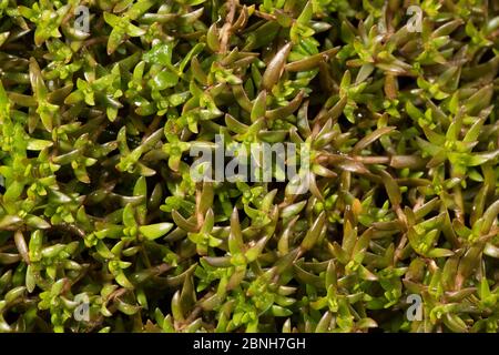 Swamp Stonecrop (Crassula helmsii) close up detail, Somme Valley ...