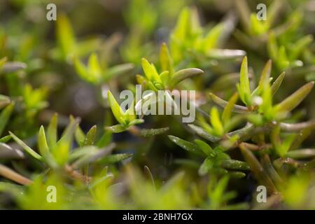 New Zealand Pygmyweed (Crassula helmsii) introduced invasive species ...