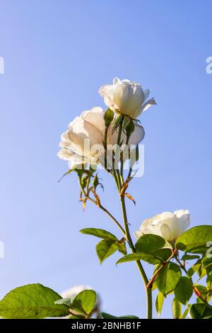 Beautiful cream color rose blooming in a garden Stock Photo - Alamy