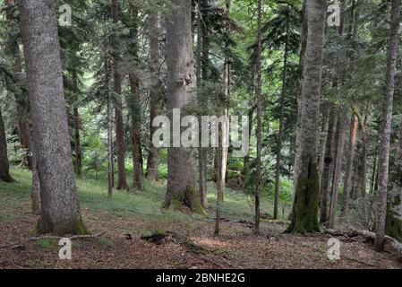 Interior of Perucica primeval forest, one of Europe's few surviving ...