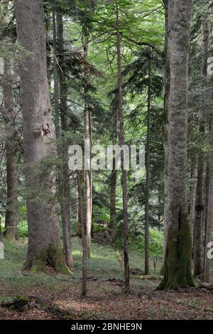 Interior of Perucica primeval forest, one of Europe's few surviving ...