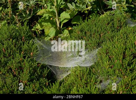LABYRINTH SPIDER Agelena labyrinthica Sussex, UK Stock Photo - Alamy