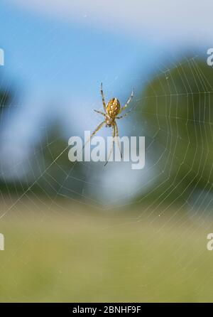 Orb-weaver Spider (Neoscona adianta) male and female courting, England ...