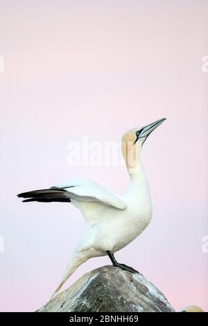 Gannet (Morus bassanus) posing on a rock at dusk.Great Saltee, Saltee Islands, County Wexford ...