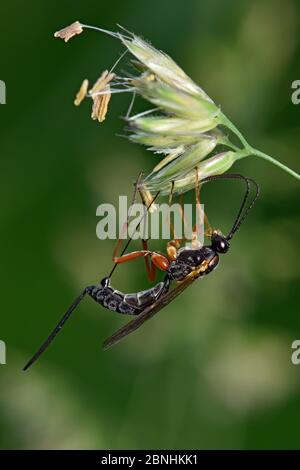 Ichneumon Wasp (Lissonota sp) On Wild flower, France Stock Photo - Alamy