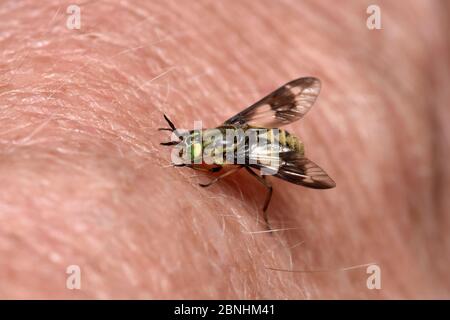 Twin-lobed Deer Fly (Chrysops relictus Stock Photo - Alamy