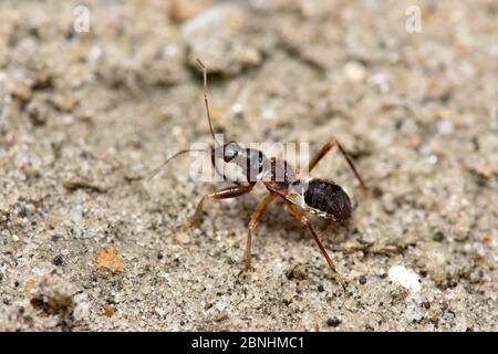Late instar nymph of the UK ant damsel bug, Himacerus mirmicoides, in a ...