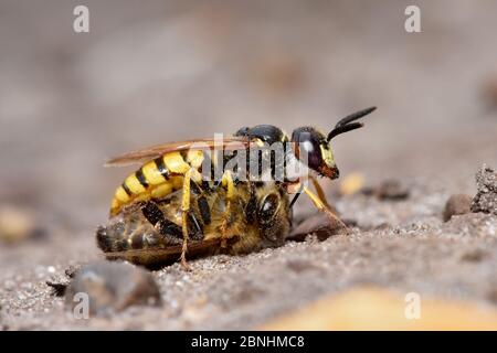 Beewolf Wasp Philanthus with paralysed honey bee being taken to the ...