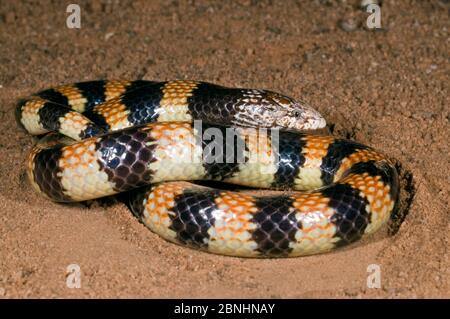 A Jan's Banded Snake (Simoselaps bertholdi) on red sand at Shark Bay ...