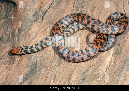 Rosen's snake (Suta fasciata) Western Australia, May. Venomous species ...