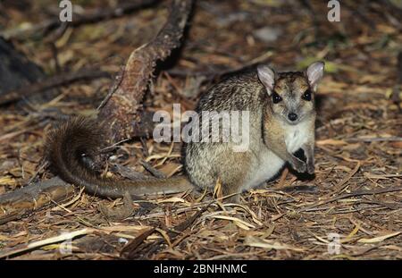 Monjon Wallaby (Petrogale burbidgei Stock Photo - Alamy