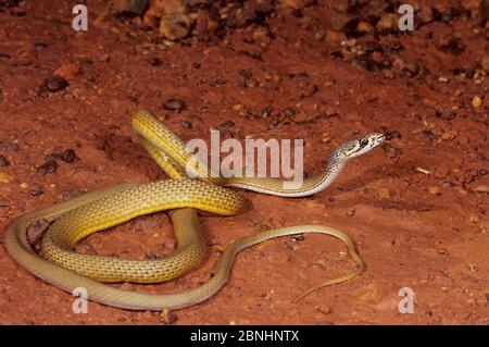 Narrow-headed whipsnake (Demansia angusticeps) two juveniles, Edgar ...