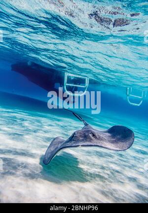 Southern Stingray (Hypanus americanus) underwater Stock Photo - Alamy