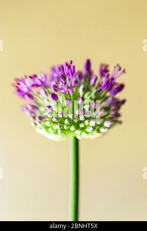 Purple Allium, fully open, single flower Stock Photo - Alamy