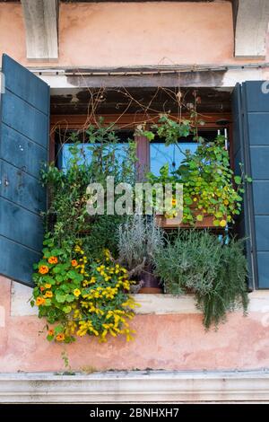 Window box with Nasturtiums, Curry Plant and Succulents, Venice, Italy ...