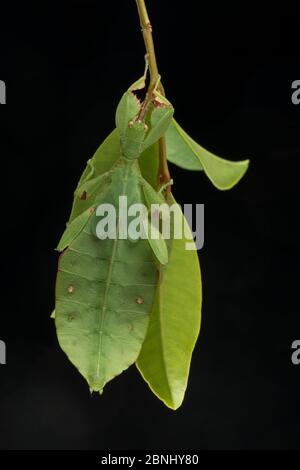 Australian leaf insect (Phyllium monteithi) on white background ...