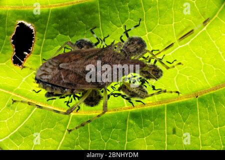 Stink bug (Pentatomidae) with nymphs, Queensland, Australia Stock Photo ...