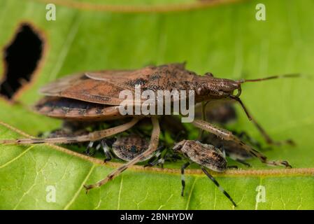 Stink bug (Pentatomidae) with nymphs, Queensland, Australia Stock Photo ...