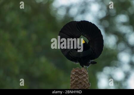 Queen victoria riflebird, Victoria's Riflebird (Ptiloris victoriae ...