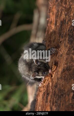 Yellow-bellied glider (Petaurus australis) tapping Red stringybark ...