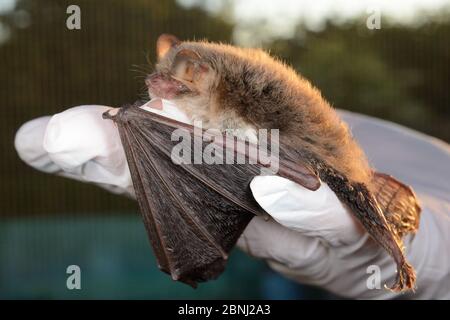 Rescued Natterer's bat (Myotis nattereri) held in a hand, showing its ...