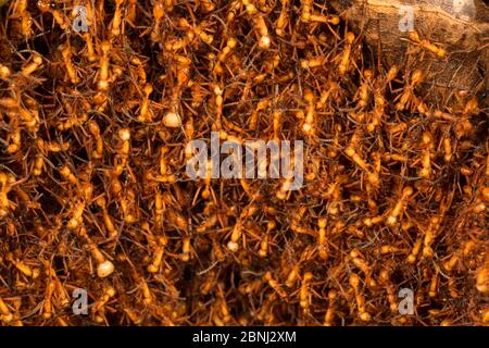 Army ants (Eciton hamatum) forming a bivouac or temporary nest formed ...