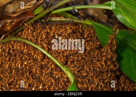Army ants (Eciton hamatum) forming a bivouac or temporary nest formed ...