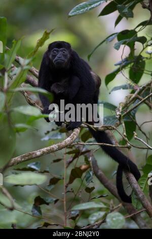 . Alouatta (Primates), Barro Colorado Island, Panama, 1958-1960. Animal ...