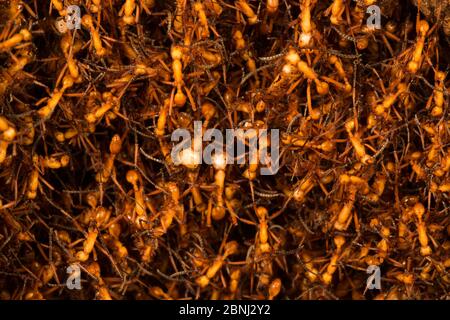 Army ants (Eciton hamatum) forming a bivouac or temporary nest formed ...