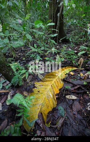 Undergrowth of tropical forest - Barro Colorado Panama Stock Photo - Alamy