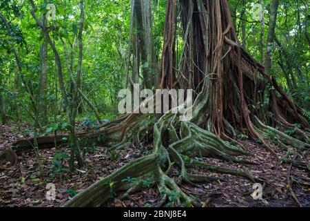 Strangler fig (Ficus sp) huge aerial roots, Corcovado National Park ...