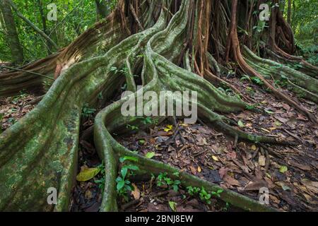 Strangler fig (Ficus sp) huge aerial roots, Corcovado National Park ...