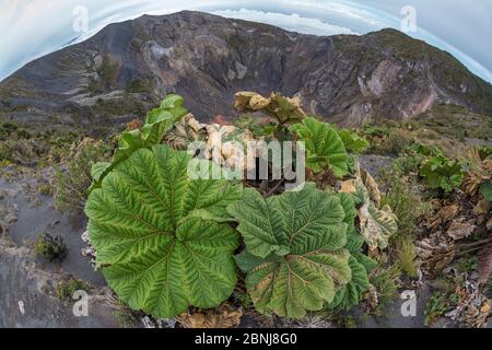 Poor Man's Umbrella (Gunnera insignis), Gunneraceae, Costa Rica Stock ...