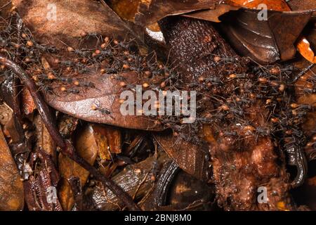 New World Army Ants (Eciton burchellii) forming a living bridge or ...
