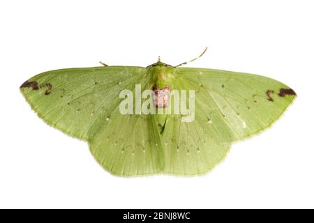 Looper Moth (Geometridae), Costa Rica Stock Photo - Alamy