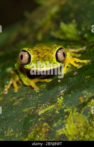Lemur leaf frog (Agalychnis lemur) Central Caribbean foothills, Costa ...