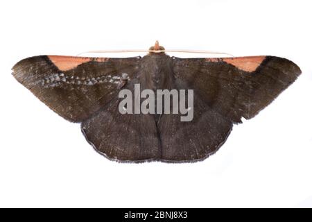 Looper Moth (Geometridae), Costa Rica Stock Photo - Alamy