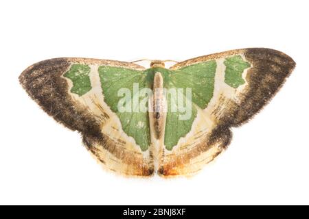 Looper Moth (Geometridae), Costa Rica Stock Photo - Alamy