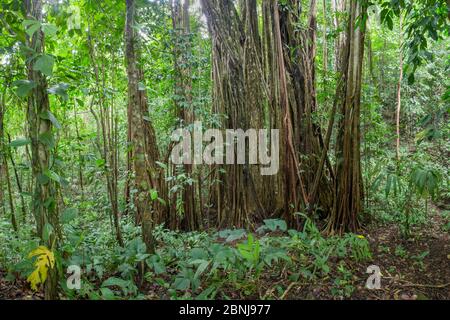 Strangler fig (Ficus zarazalensis) aerial roots. In this instance the ...