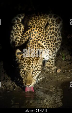 Leopard (Panthera pardus) female, drinking, Kenya Stock Photo - Alamy