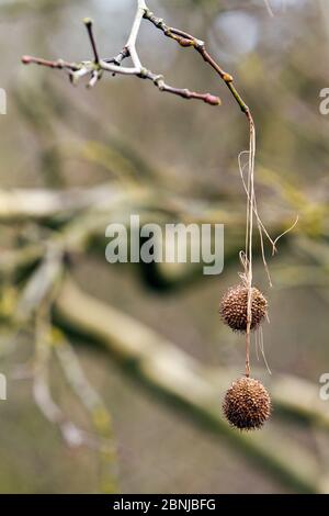 Two plane-tree seed balls isolated on white Stock Photo - Alamy