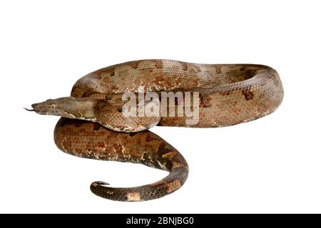 candoia ground boa snake (Candoia carinata ) isolated on white ...