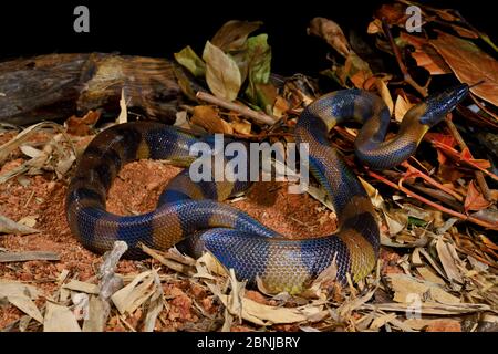 Bismarck Ringed Python (Liasis boa) captive juvenile, Bismarck ...