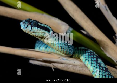 Sri lankan pit vipers (Trimeresurus trigonocephalus), Sri Lanka lance ...