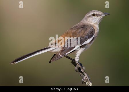 White banded Mockingbird, Mimus triurus, in Pampas grass environment ...